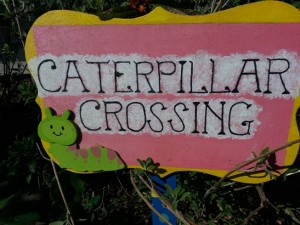 Caterpillars Crossing in a City at a Crossroads…